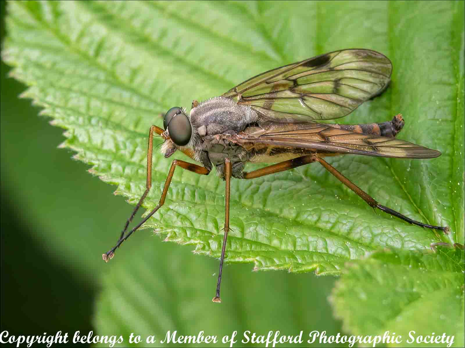 - Stafford Photographic Society friendly camera club